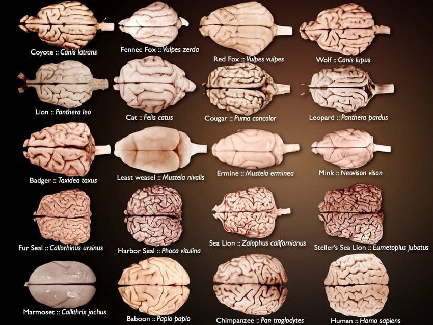 The Secret of Animal Consciousness: Is Anatomy Destiny? - BAARSLAB ...